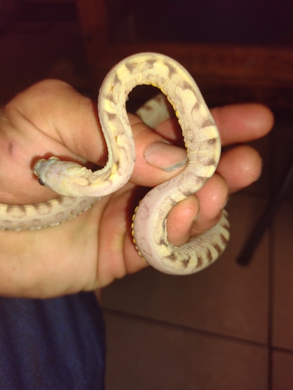 Yearling Male Scaleless Amber Corn Snake by Reptile Mart