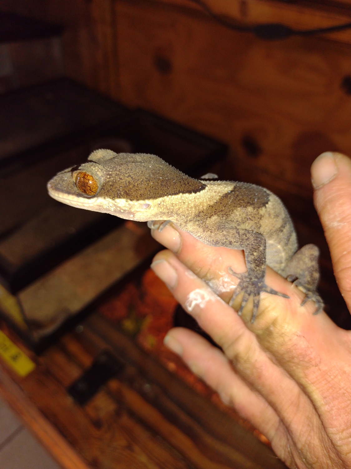 Adult Pair Ring Tail Walking Geckos Other Gecko by Reptile Mart ...