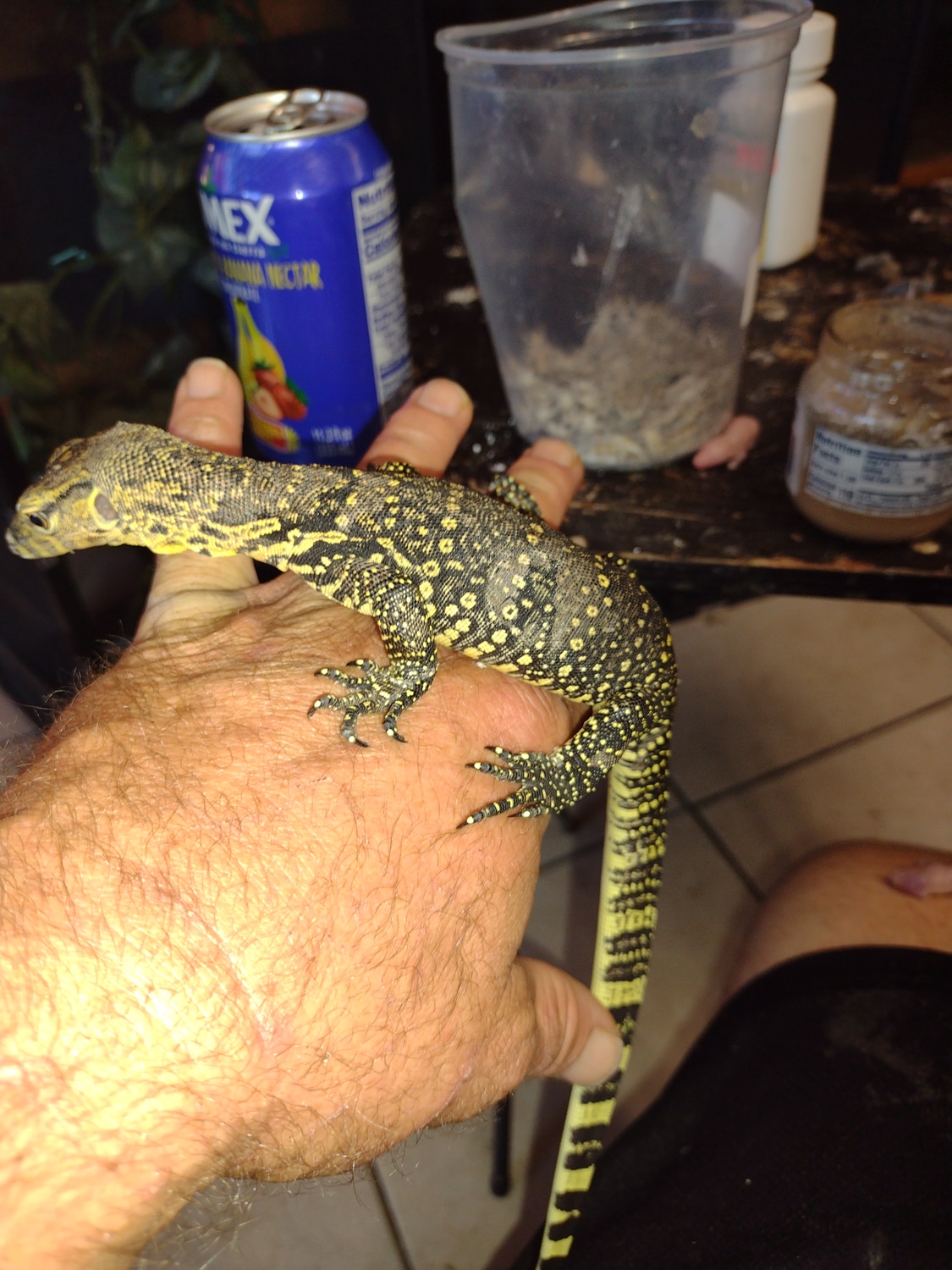 Sumatran Water Monitor by Reptile Mart - MorphMarket