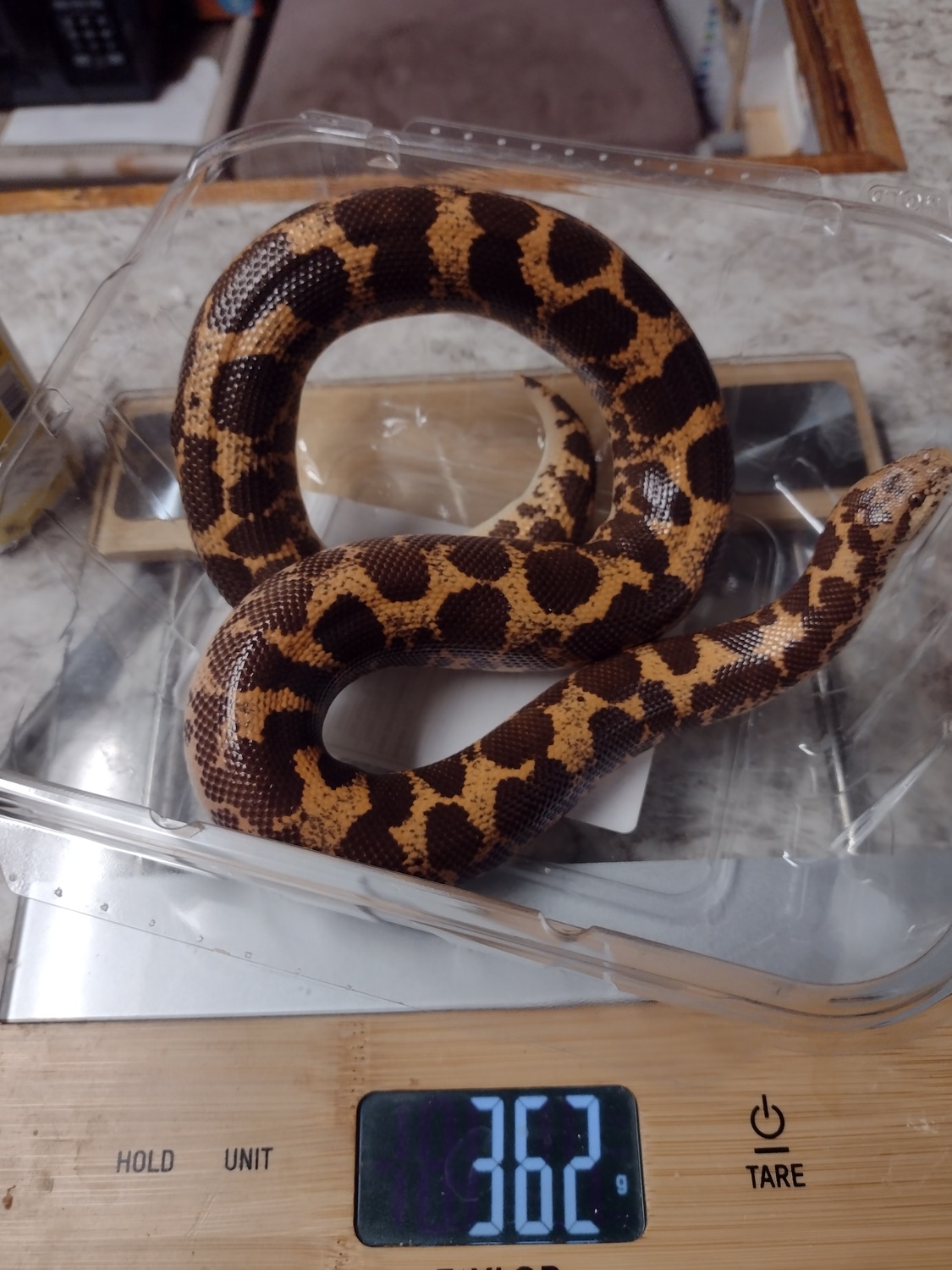 Breeder Ready Adult Female Sand Boa Kenyan Sand Boa by Reptile Mart ...