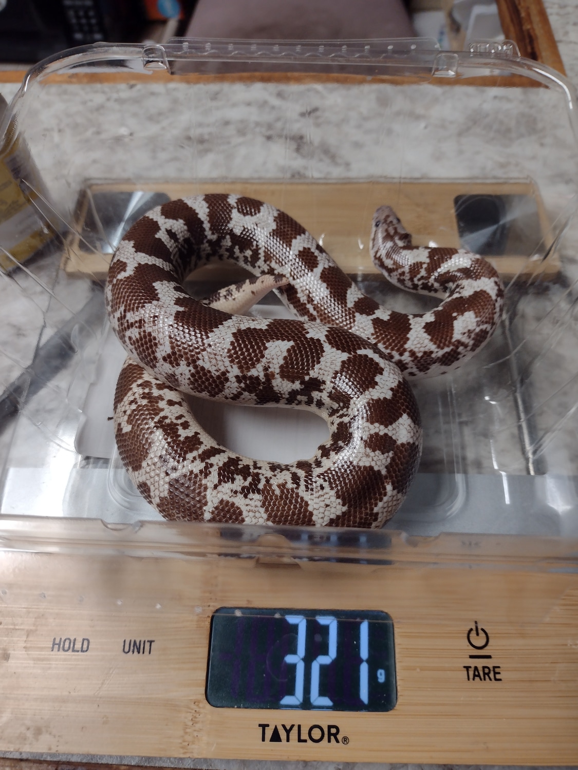 Breeder Ready Adult Female Anery Sand Boa Kenyan Sand Boa by Reptile ...