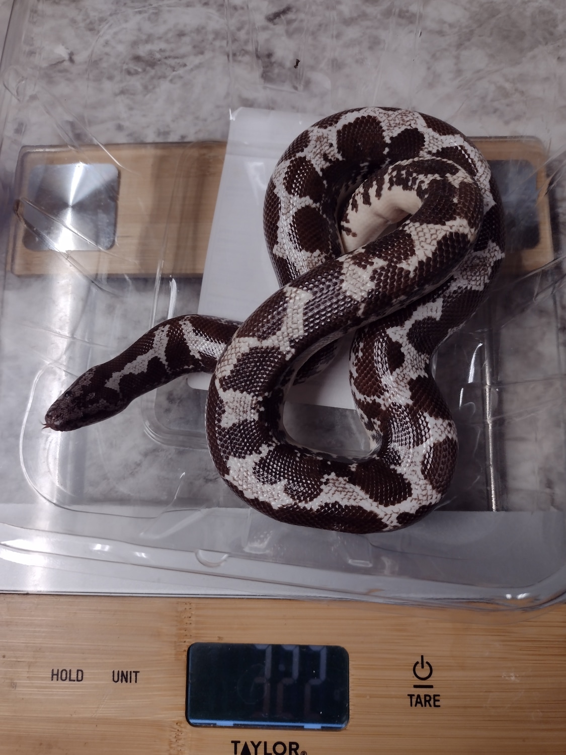 Breeder Ready Adult Female Anery Sand Boa Kenyan Sand Boa by Reptile ...