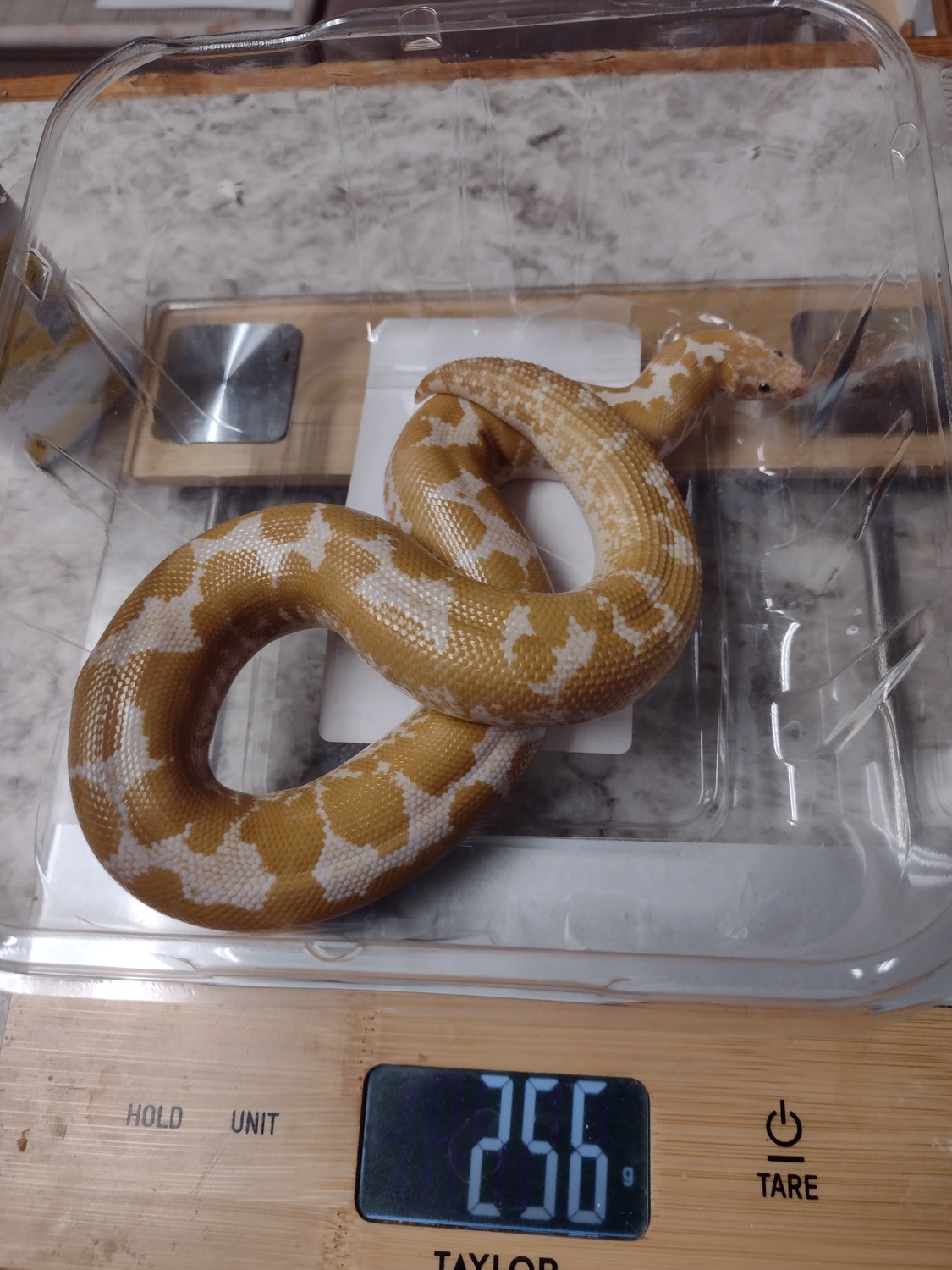 Breeder Ready Adult Female Snow Sand Boa Kenyan Sand Boa by Reptile ...
