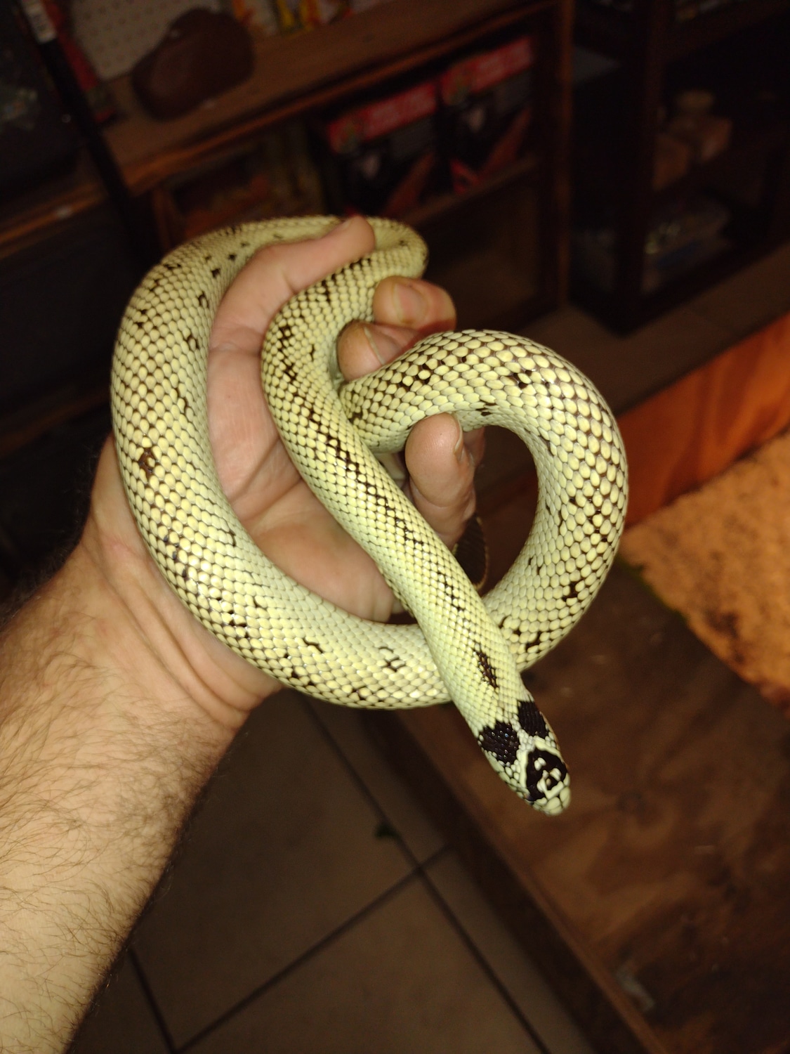 Stunning Adult Female High White Banana King Snake California Kingsnake ...