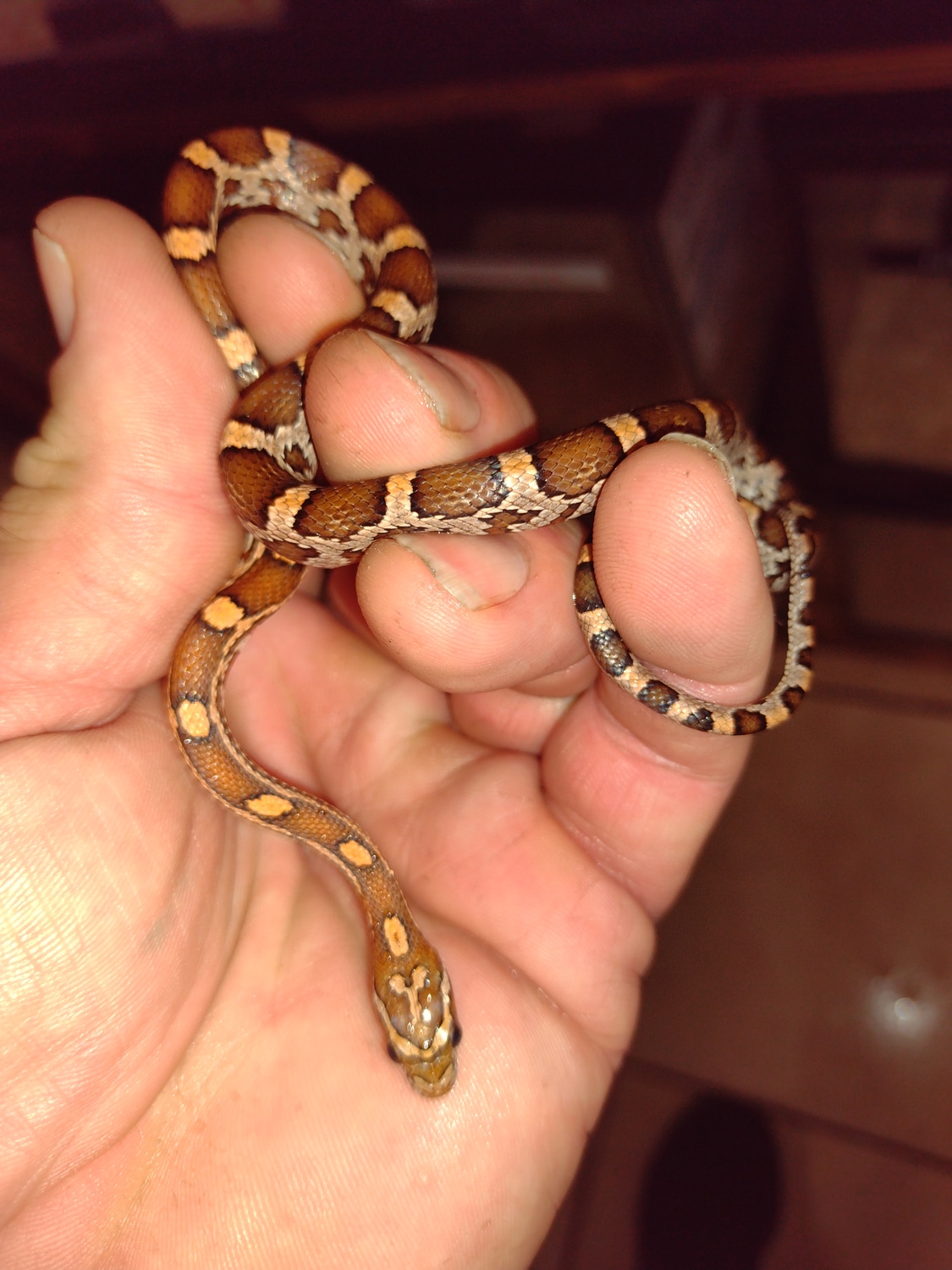 MALE Corn Snake by Reptile Mart - MorphMarket