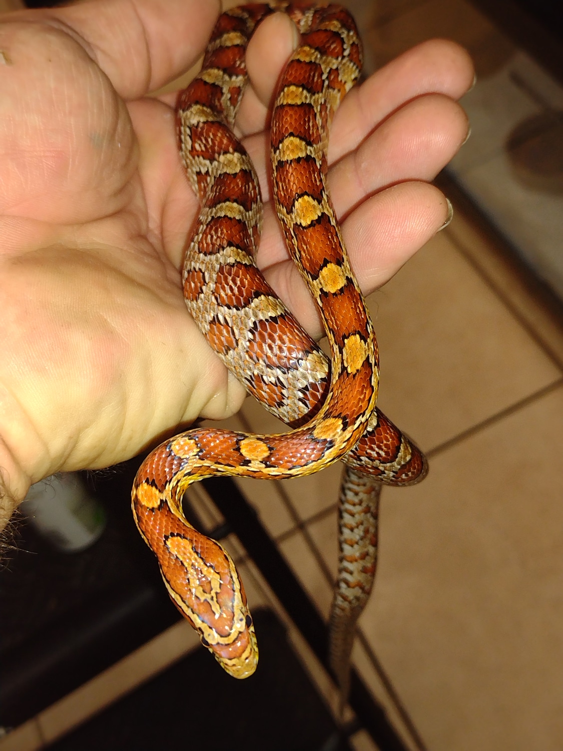 Sub Adult Female Corn Snake by Reptile Mart - MorphMarket