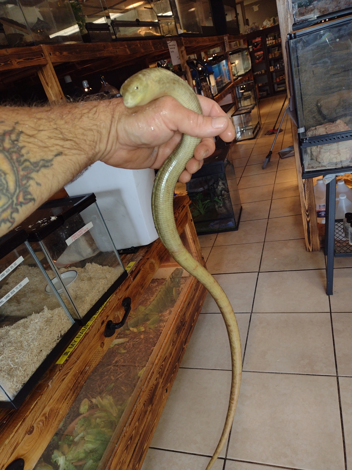 Long Term Captive Pair Of European Legless Lizards More Lizard by ...