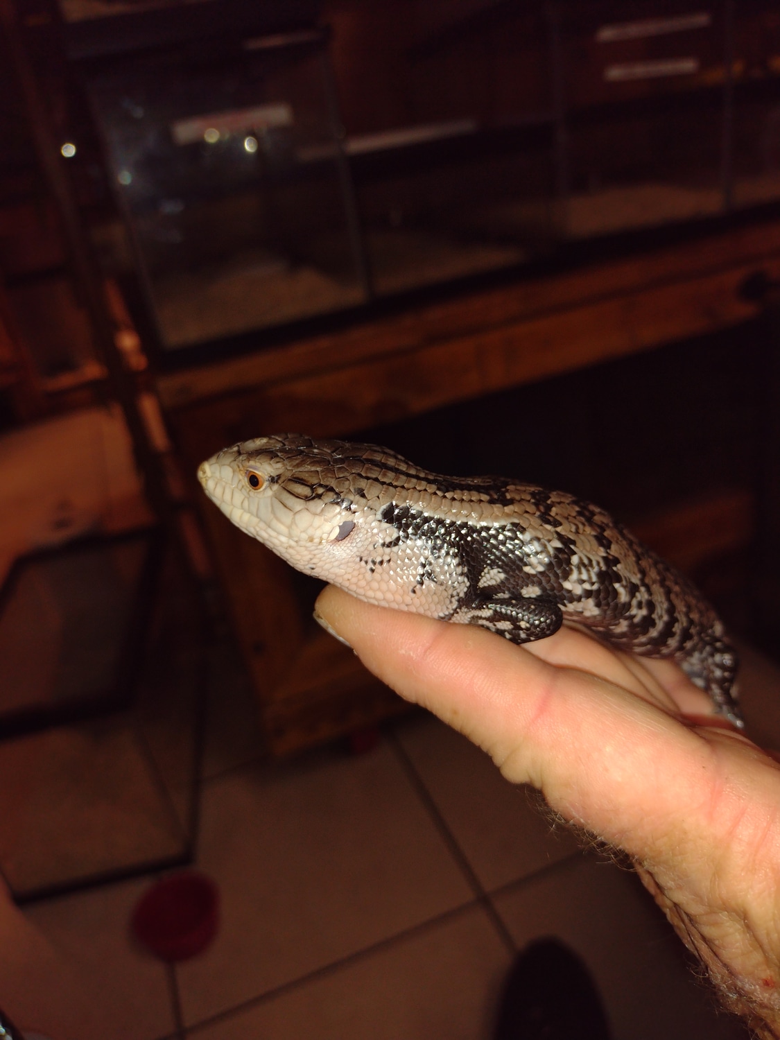 Regrown Tail Halmahera Blue Tongue Skink Halmahera Blue-Tongued Skink ...