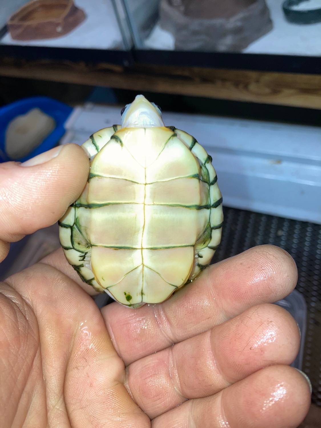 3 To 4 Inch Caramel Albino Red Eared Slider Turtle by Reptile Mart ...
