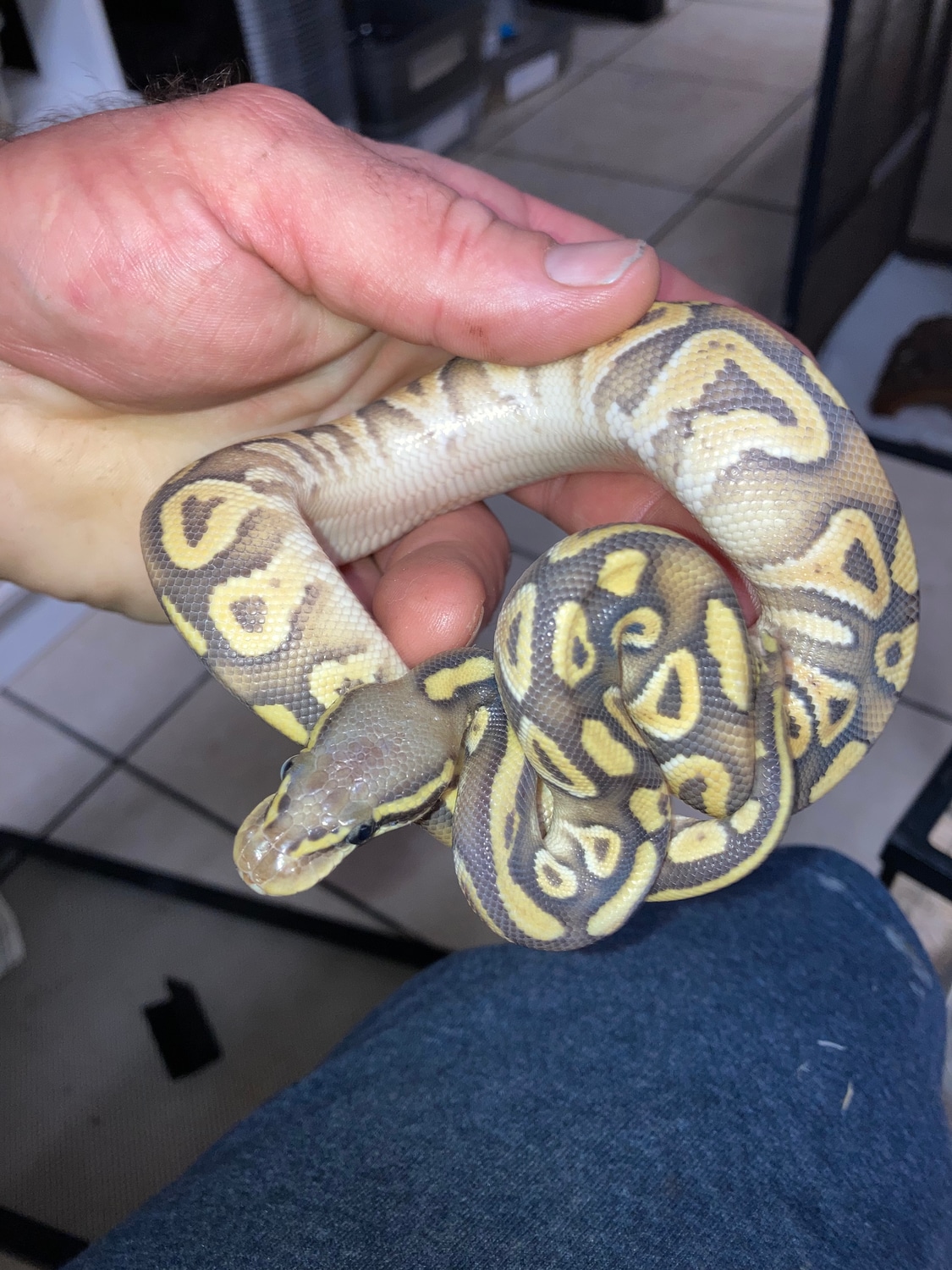 Female Mojave Ghost Ball Python by Reptile Mart - MorphMarket