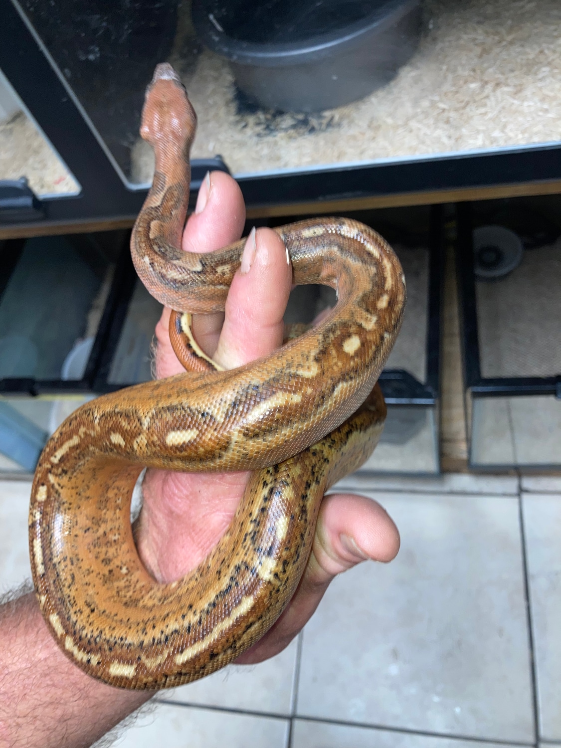 Male Hypo Leopard Boa Monster Tail Boa Constrictor by Reptile Mart ...