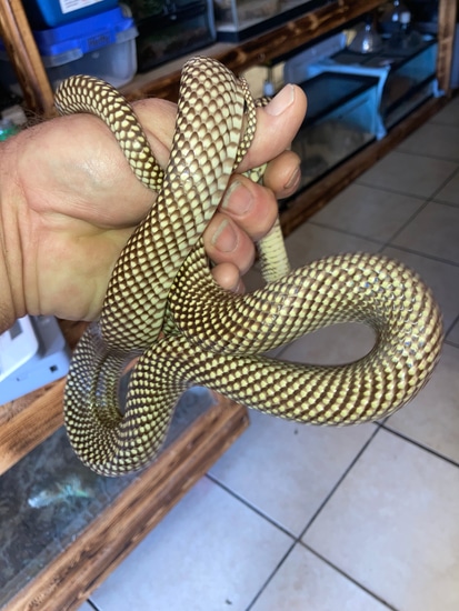 3 Ft Adult Male Patternless Goini King Snake Florida Kingsnake by ...