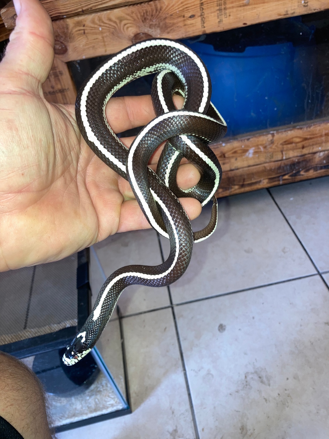 Adult Male Striped King Snake California Kingsnake by Reptile Mart ...