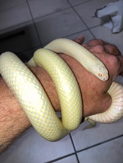 Stunning Adult Male Patternless Albino Goini King Snake Florida ...