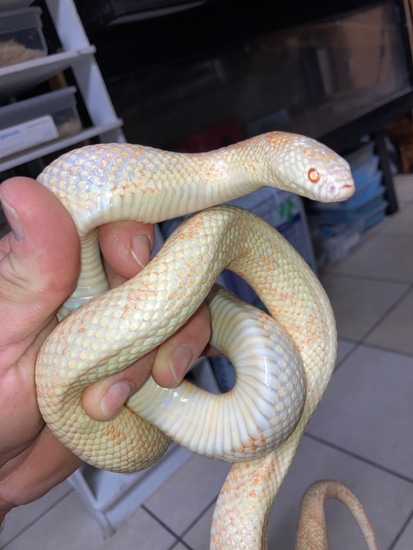 Stunning Proven Breeder Adult Male Albino Goini King Snake Apalachicola ...