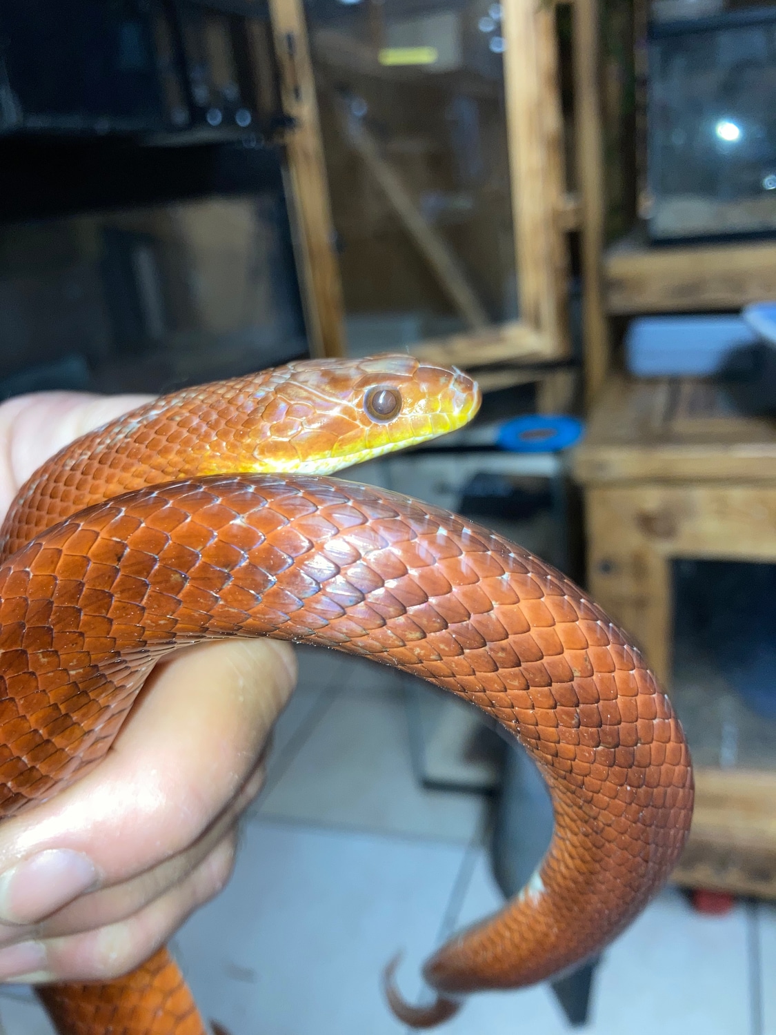 Proven Breeder Adult Male Blood Red Corn Snake by Reptile Mart ...