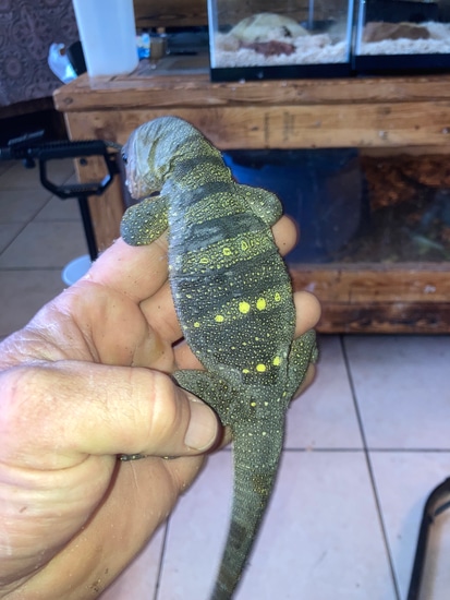 Sub Adult Female Spiny Neck Monitor Other Monitor by Reptile Mart