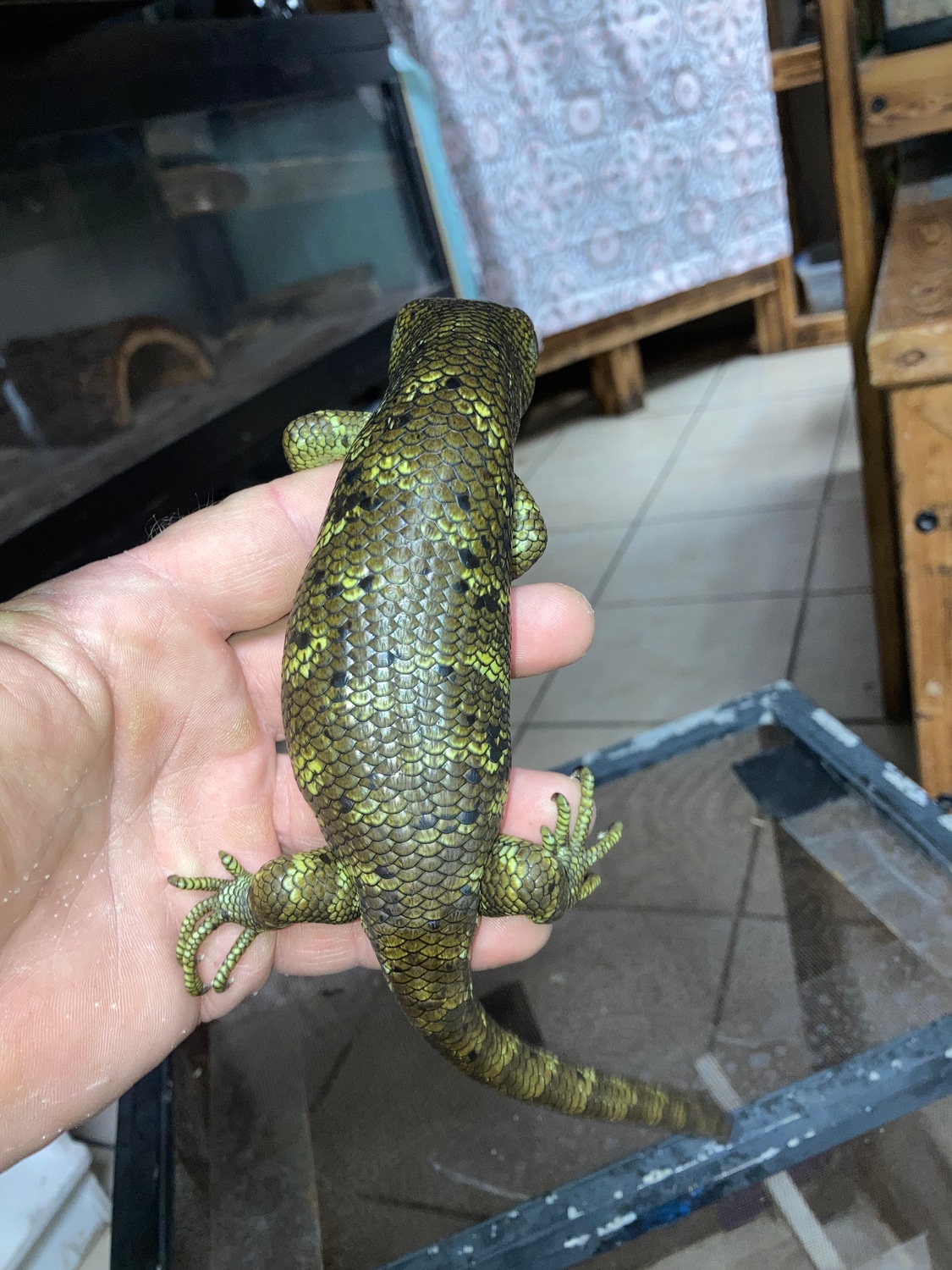 Male Monkey Tail Skink Monkey-tailed Skink by Reptile Mart - MorphMarket