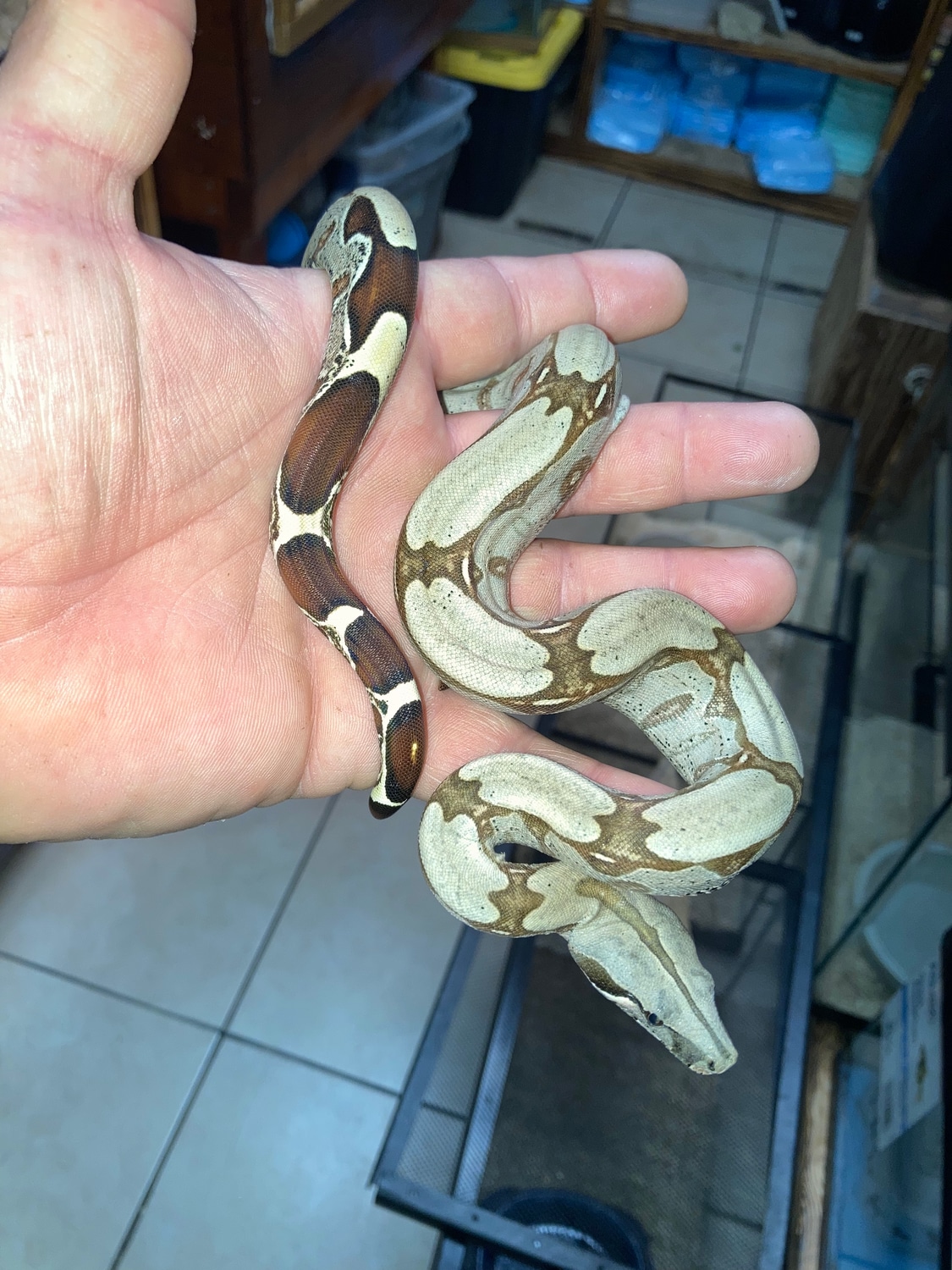 Female Guyana True Red-tailed Boa Constrictor by Reptile Mart - MorphMarket