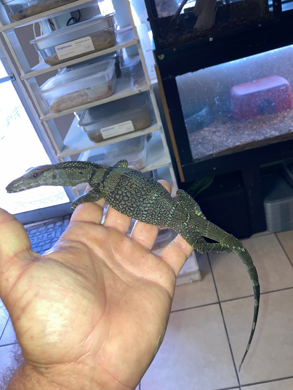 Well Started Super Tame Captive Hatched Black Roughneck Monitor by ...