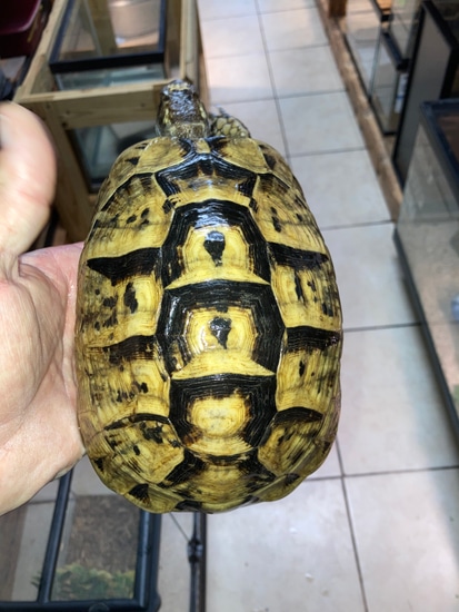 Adult Pair Of Greek Tortoises by Reptile Mart