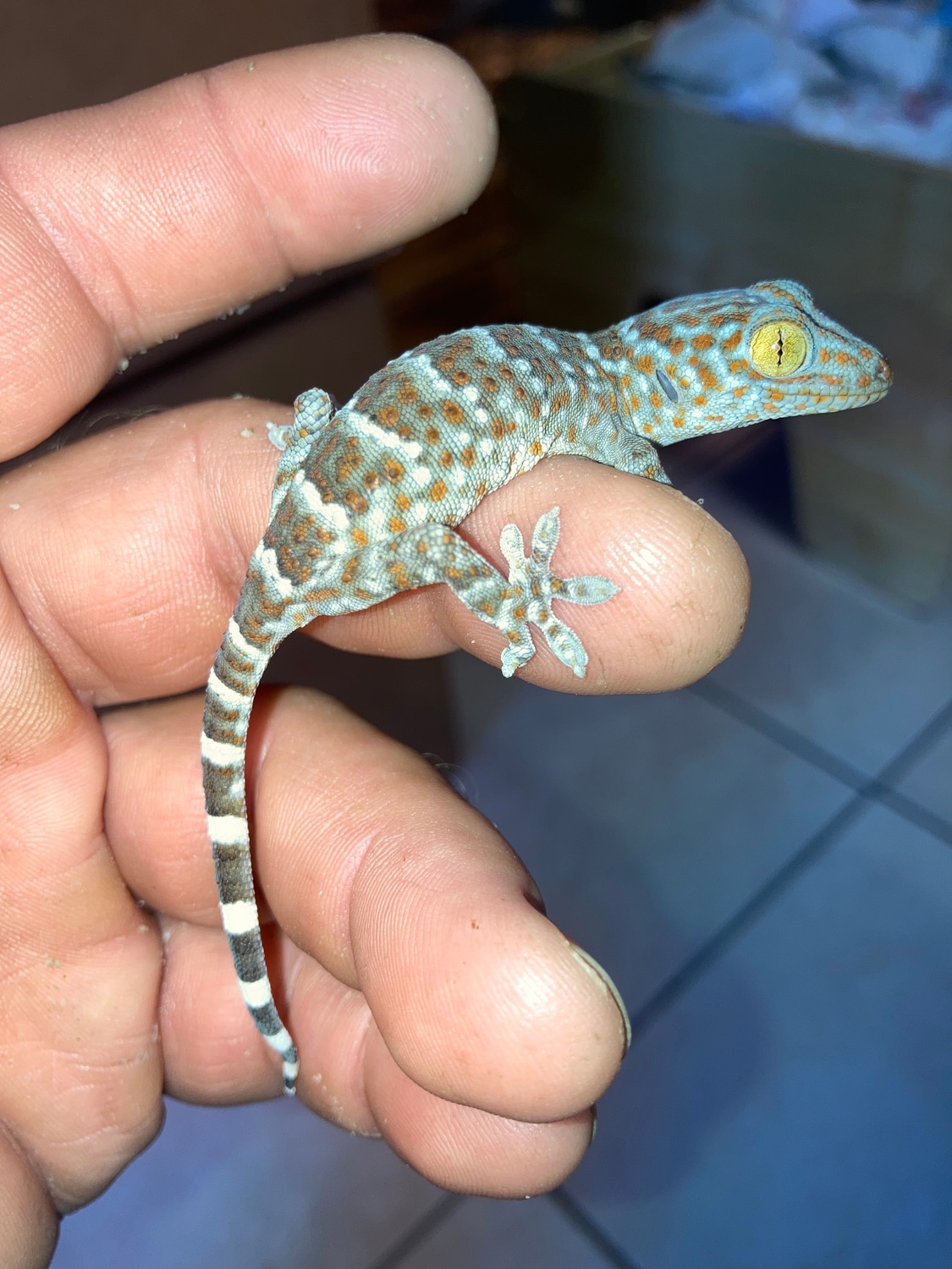 Pair Of Tame Captive Bred Tokay Gecko by Reptile Mart - MorphMarket
