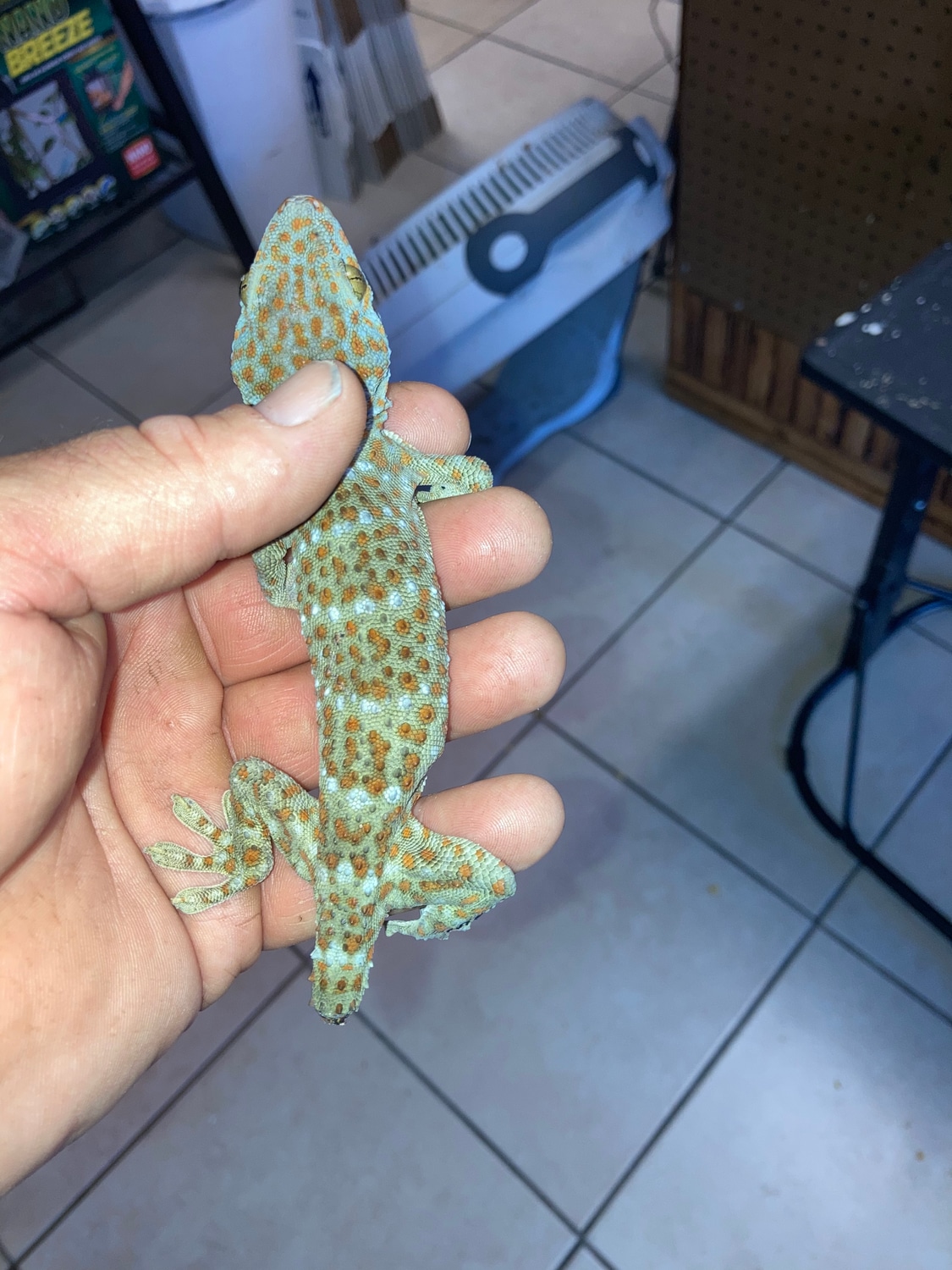 Female Tokay Gecko by Reptile Mart - MorphMarket