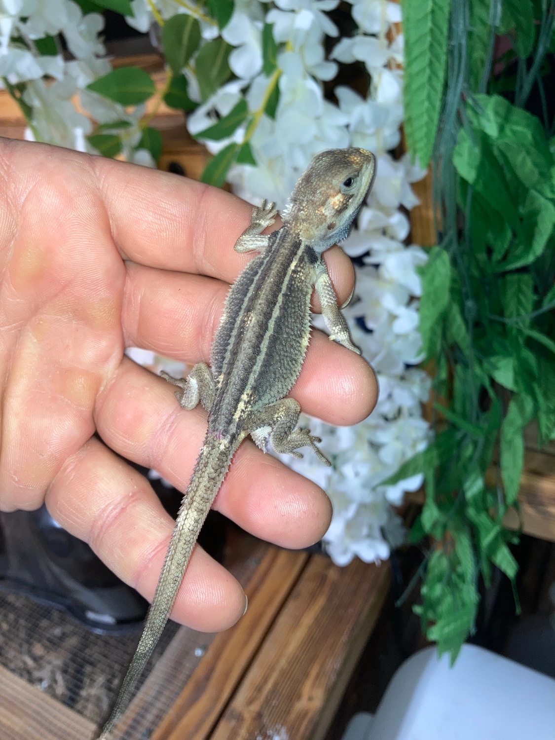 Male Trans Pied Genetic Stripe Bearded Dragon Central Bearded Dragon by ...