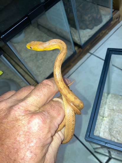 Baby Yellow Rat Snake Eastern Rat Snake by Reptile Mart