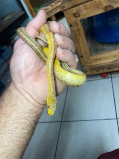 Juvenile Male Yellow Rat Snake Eastern Rat Snake by Reptile Mart