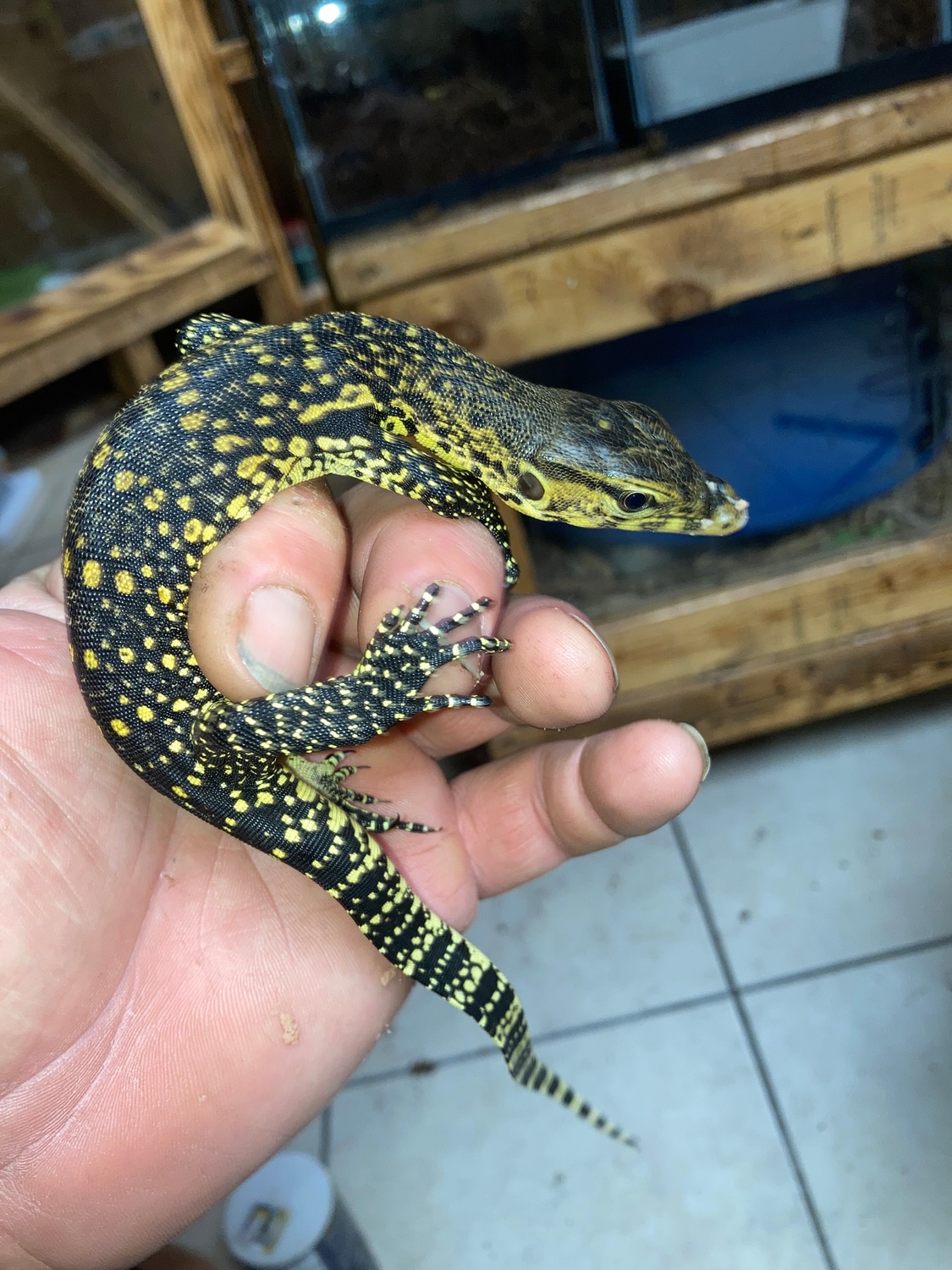 2 Hatchling Sumatran Water Monitor by Reptile Mart - MorphMarket
