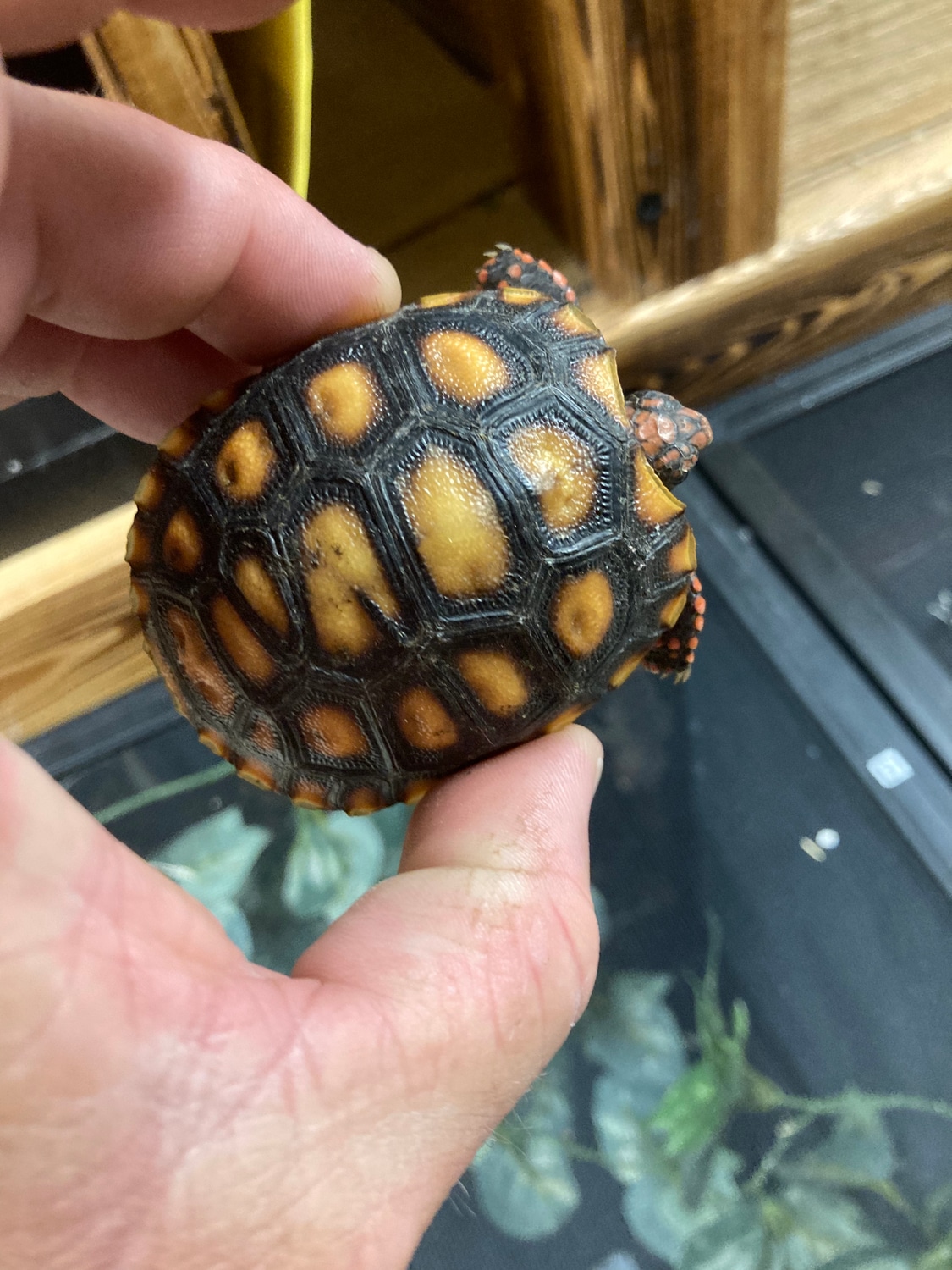 Cherry Headed Red Foot Tortoise With A Split Scute Red-footed Tortoise ...