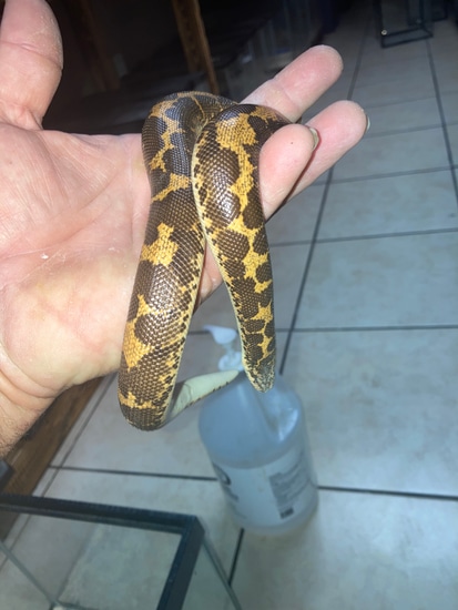 Young Adult Male Kenyan Sand Boa by Reptile Mart
