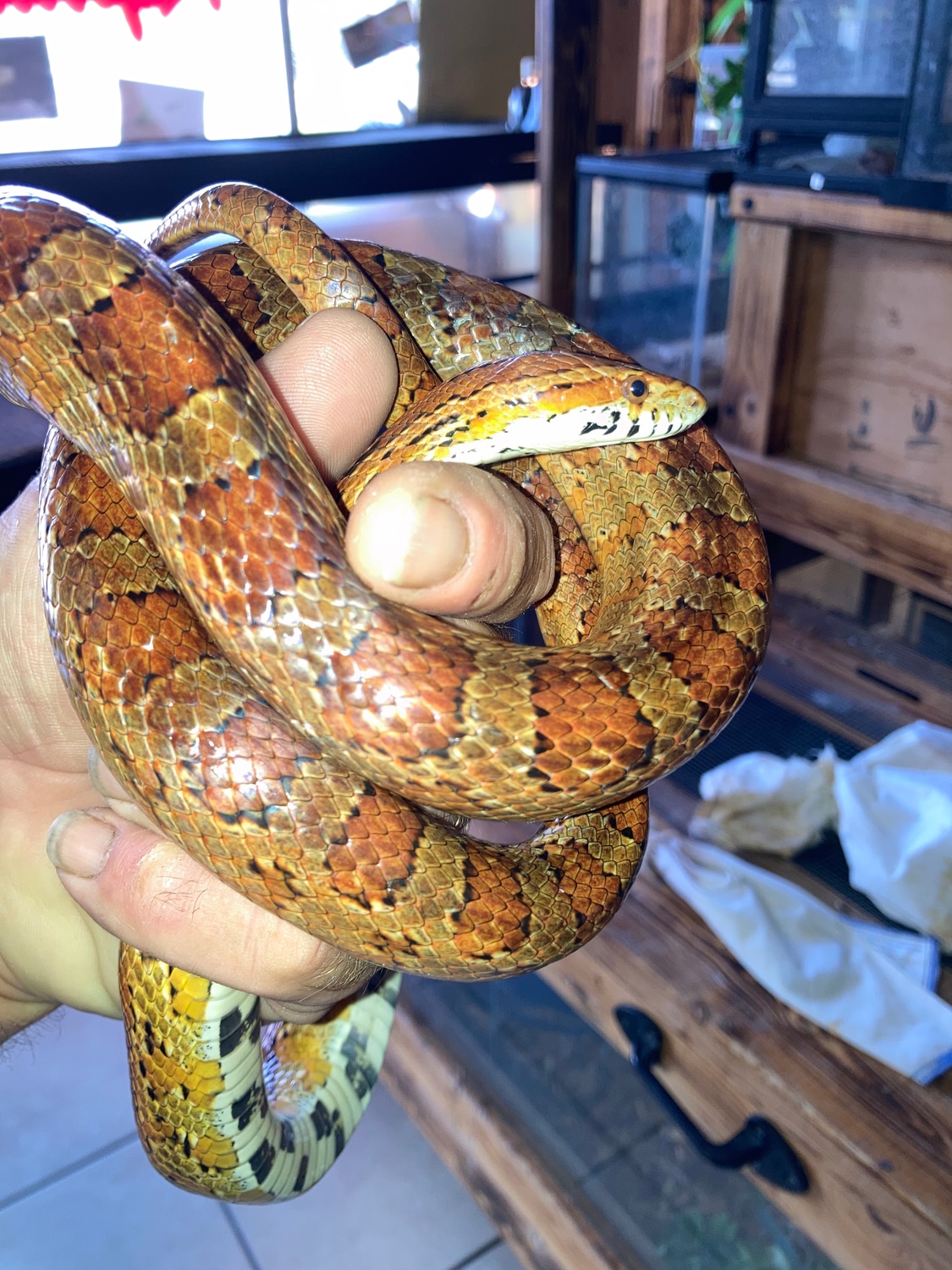 Adult Female Proven Breeder Adult Corn Snake by Reptile Mart - MorphMarket