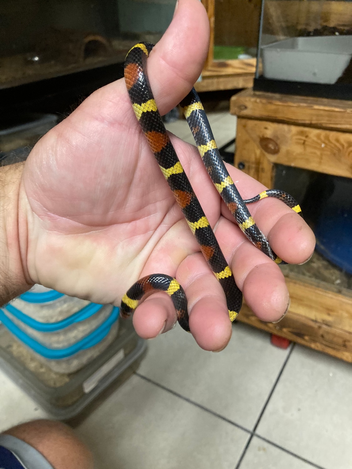 Stunning Adult Female King Snake Scarlet Kingsnake by Reptile Mart ...
