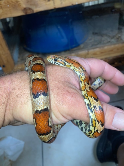 Sub Adult Female Corn Snake by Reptile Mart