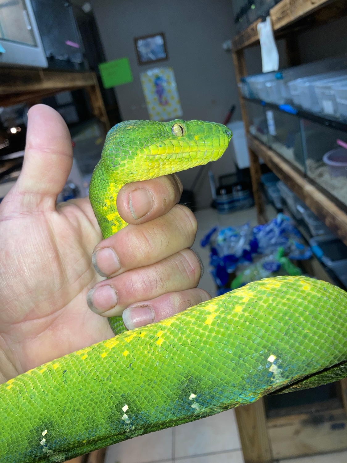 Long Term Captive Emerald Tree Boa Northern Emerald Tree Boa by Reptile ...