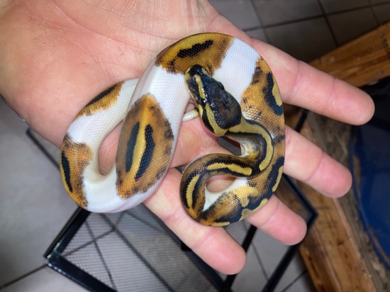 Male High White Pied Ball Python by Reptile Mart