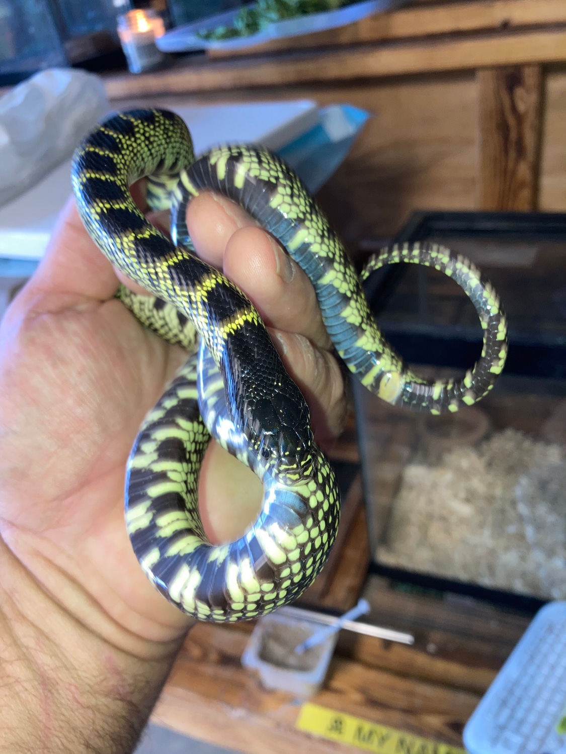 Young Adult Female King Desert Kingsnake by Reptile Mart - MorphMarket