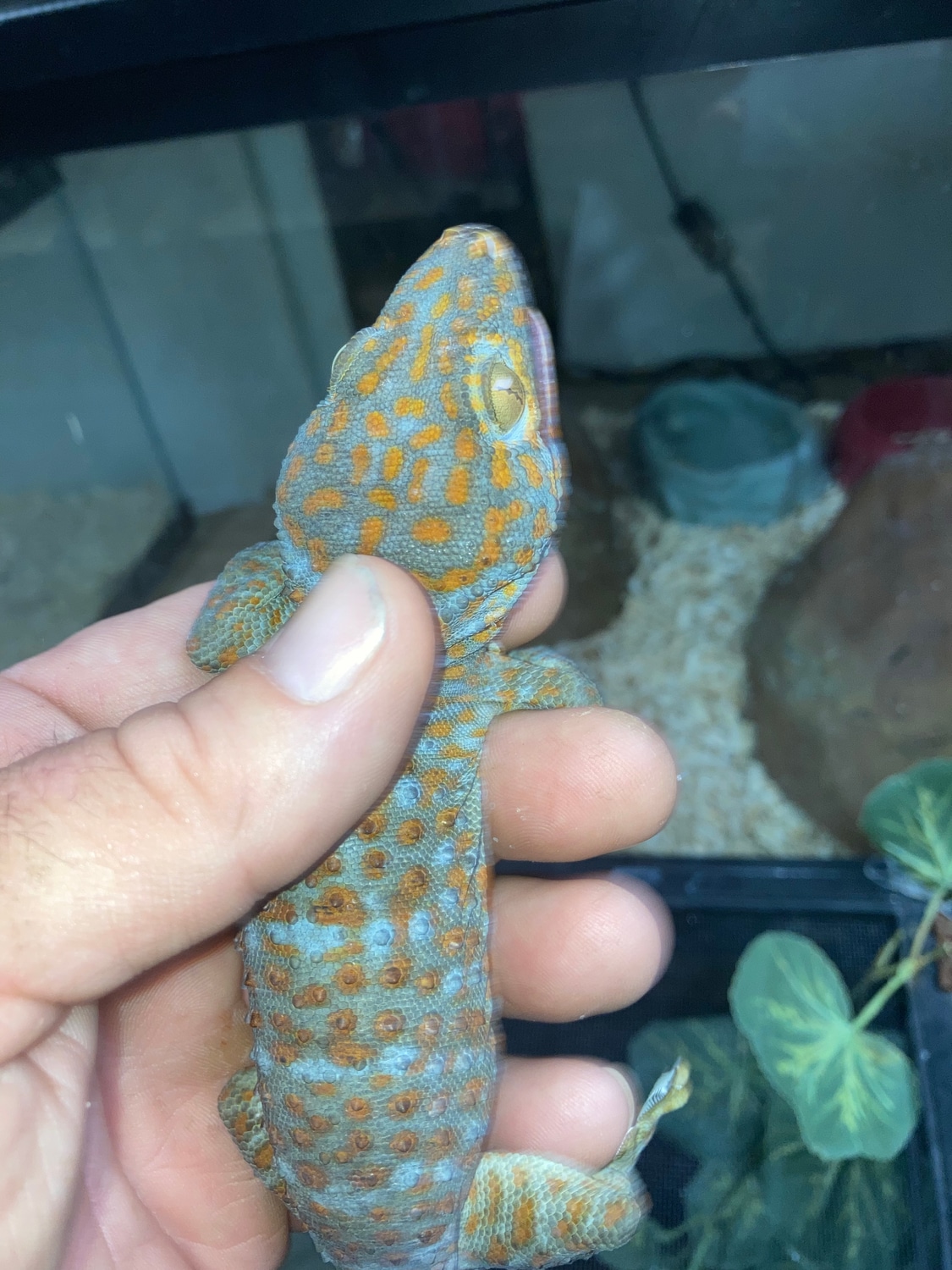 Long Term Captive Humongus Adult Male Tokay Gecko by Reptile Mart ...