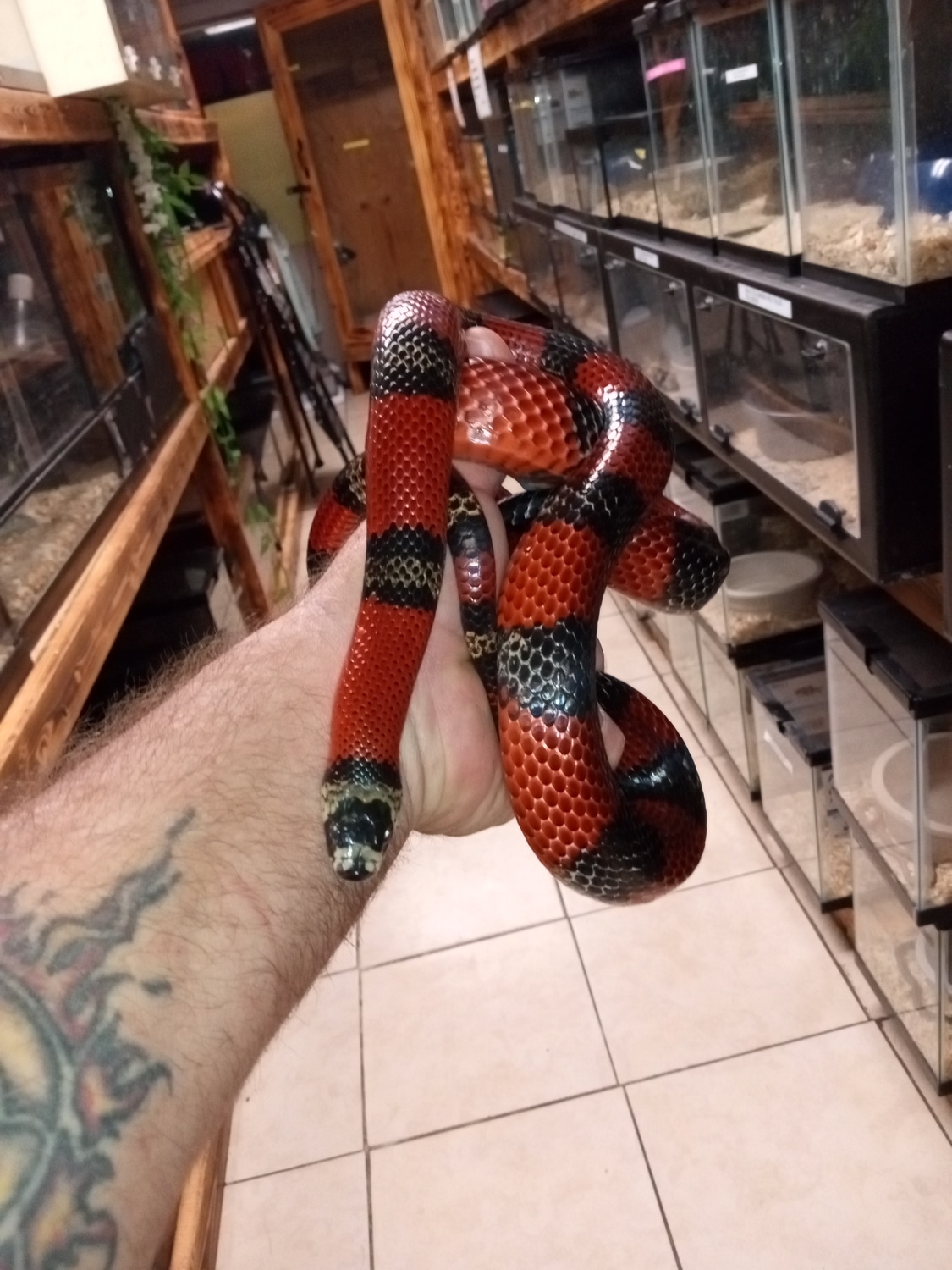 Captive Born Super Super Super Tame Proven Breeder Adult Female Stuart ...