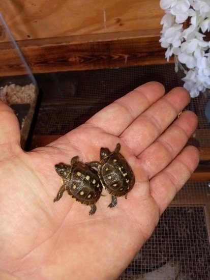 Captive Born Baby 3 Toed Box Turtles by Reptile Mart