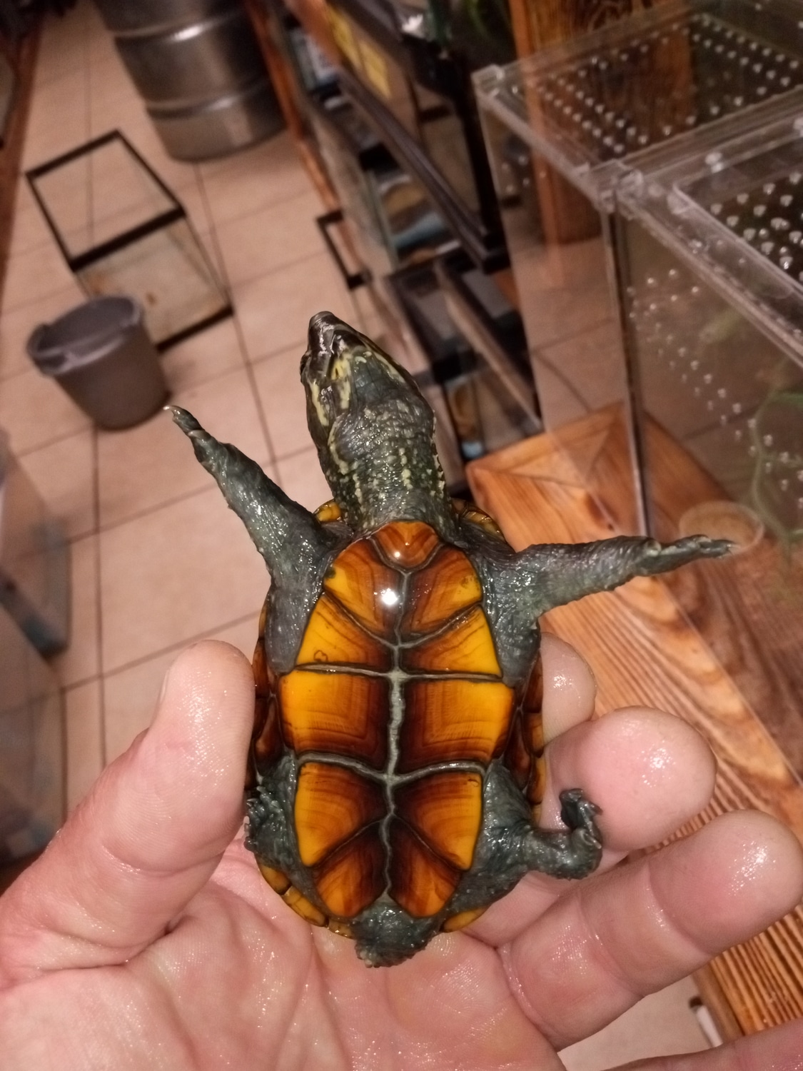 Sub Adult Male 3 Stripe Mud Turtle Missing His Tail Mud & Musk Turtle ...