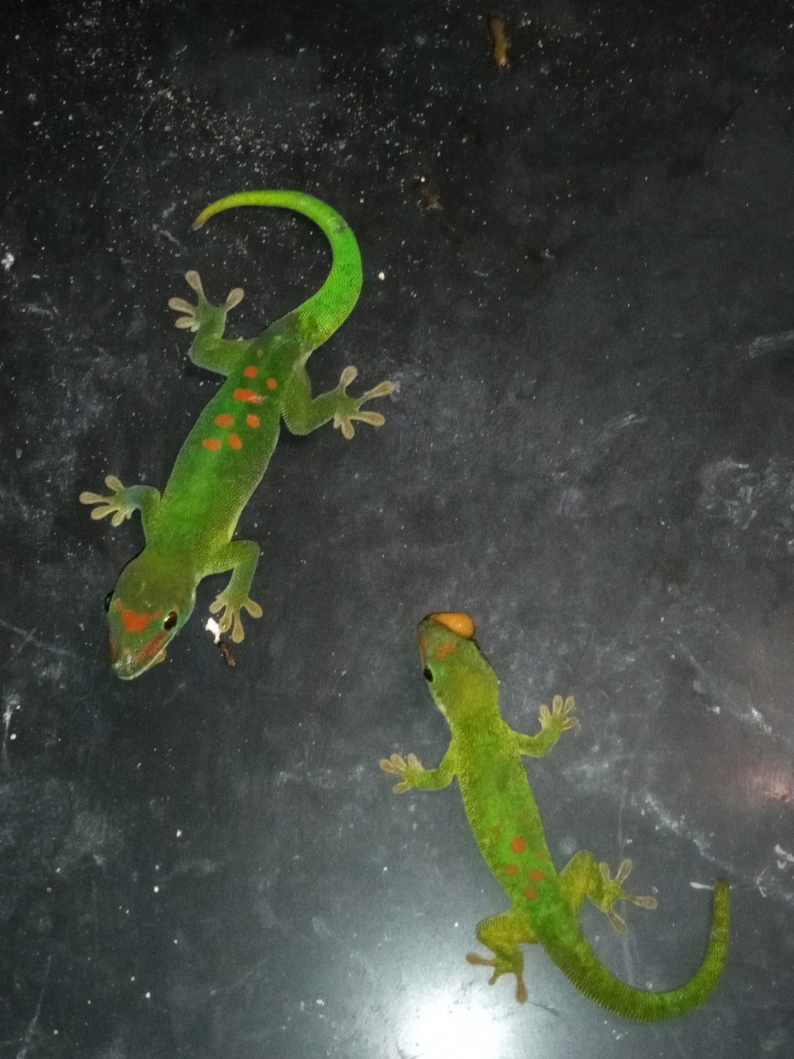 Male And Female Giant Day Geckos Other Gecko by Reptile Mart - MorphMarket