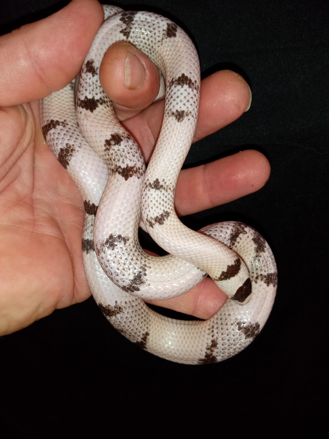 Absolutely Stunning Super Tame Sub Adult Ghost Ghost Milk Snake ...