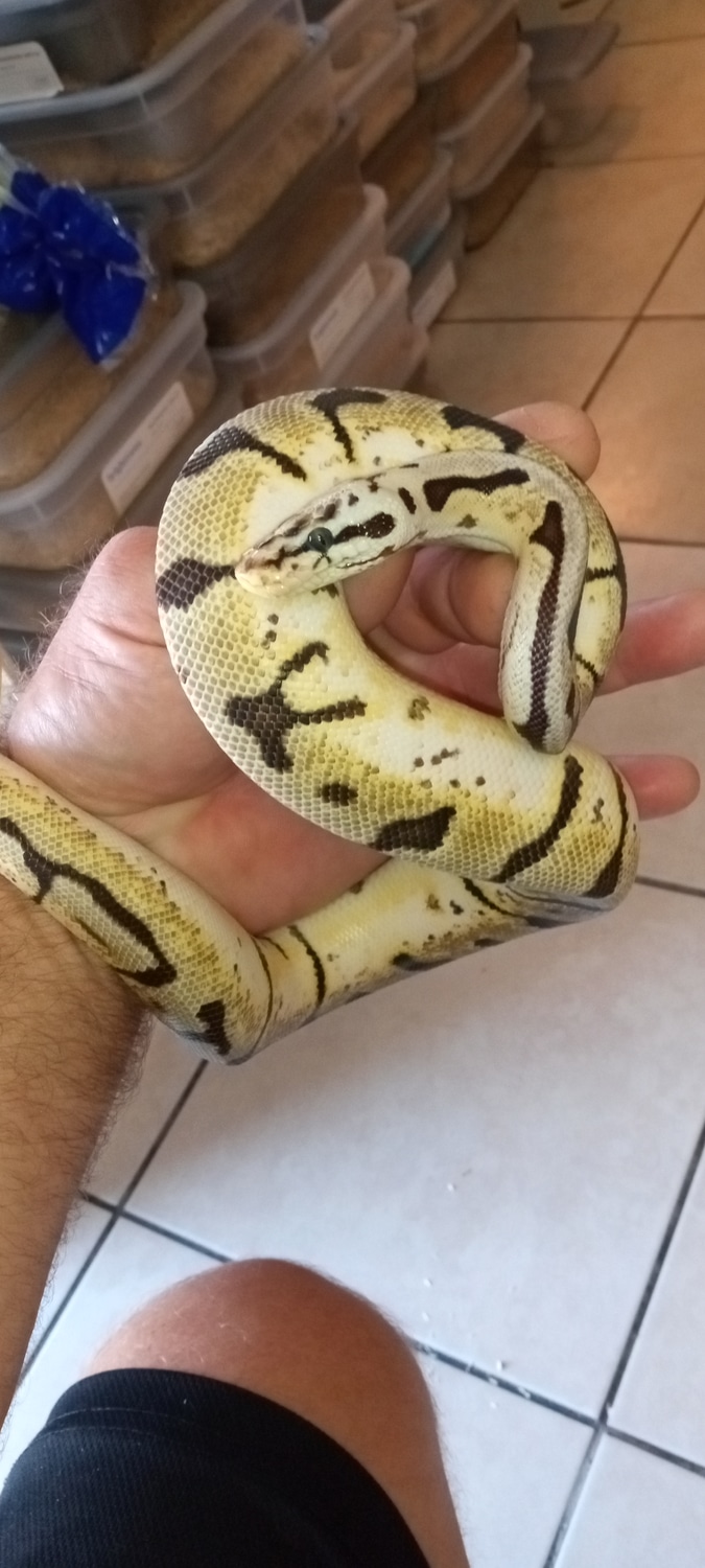 Male Sub Adult Bumble Bee Ball Python by Reptile Mart - MorphMarket