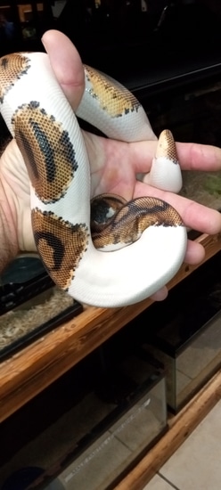 Stunning Yearling Male High White Pied Ball Python by Reptile Mart