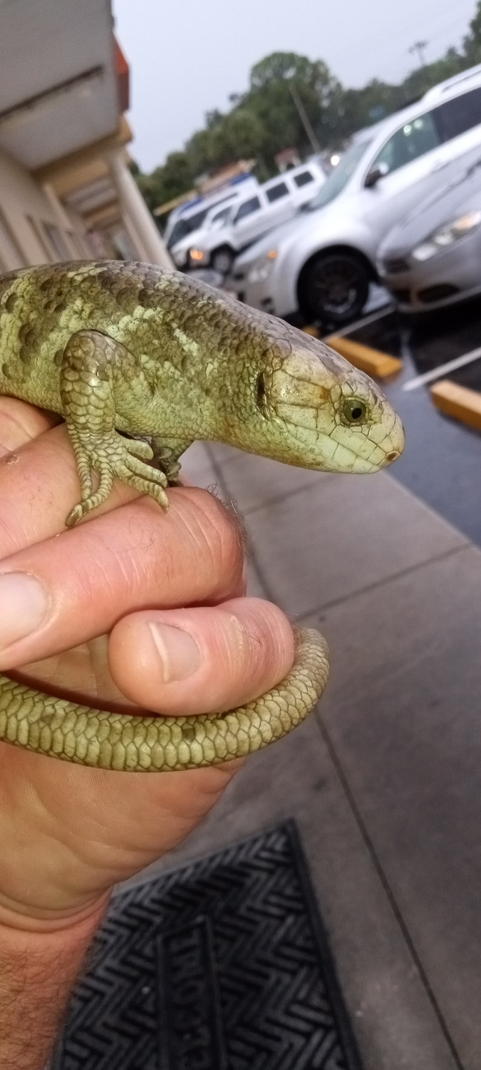 Stunning Monkey-tailed Skink by Reptile Mart - MorphMarket