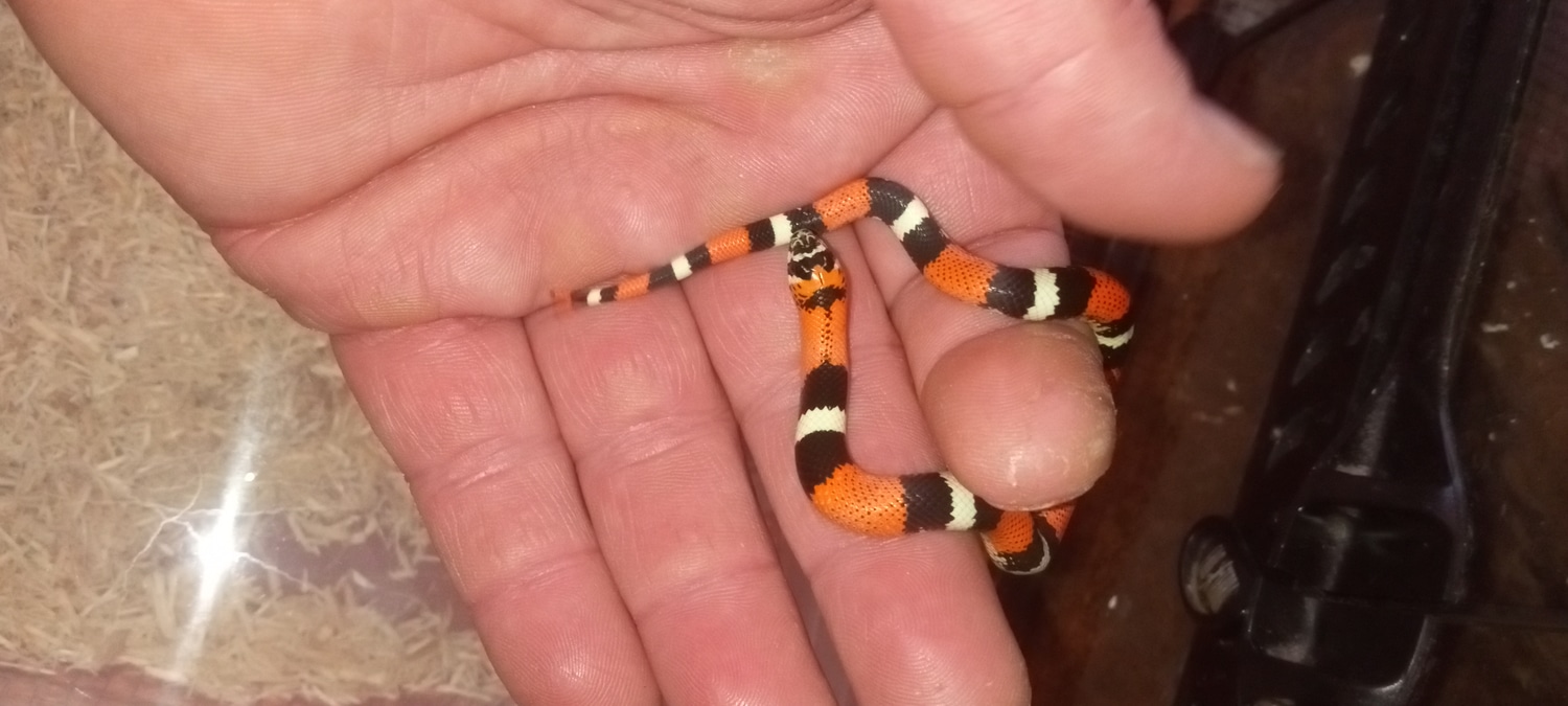 Female Snake Tri-color Hognose by Reptile Mart - MorphMarket