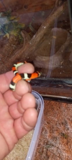 Tri Colored Hognose Snake Tri-Color Hognose by Reptile Mart